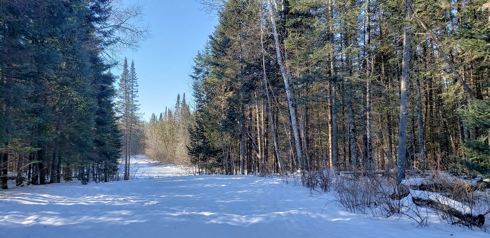 Scenery – Murky Night Mist